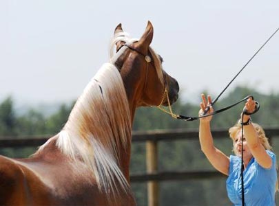 Syrah Arabians Open Day December 2007