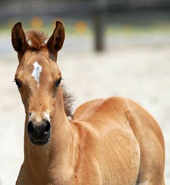 Syrah Arabians Open Day December 2007