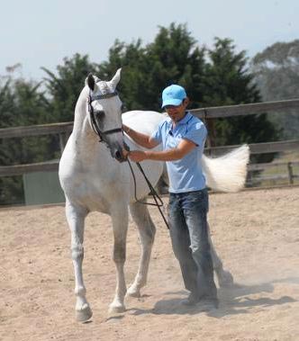Syrah Arabians Open Day December 2007
