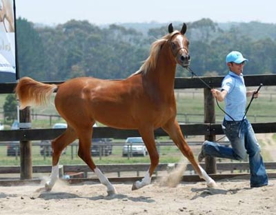 Syrah Arabians Open Day December 2007